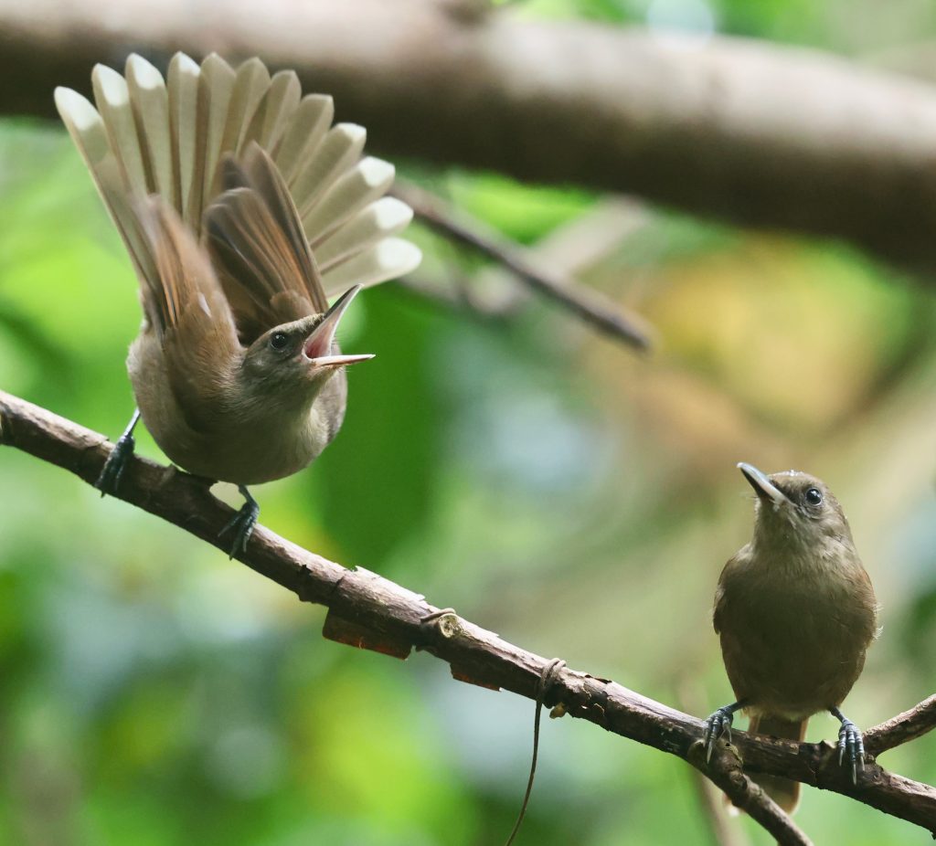 Fiji - Bird