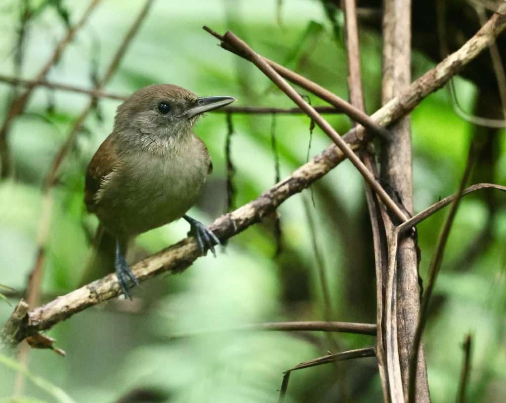 Fiji - Bird
