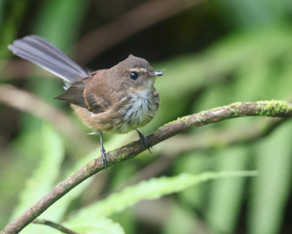 Fiji - Bird