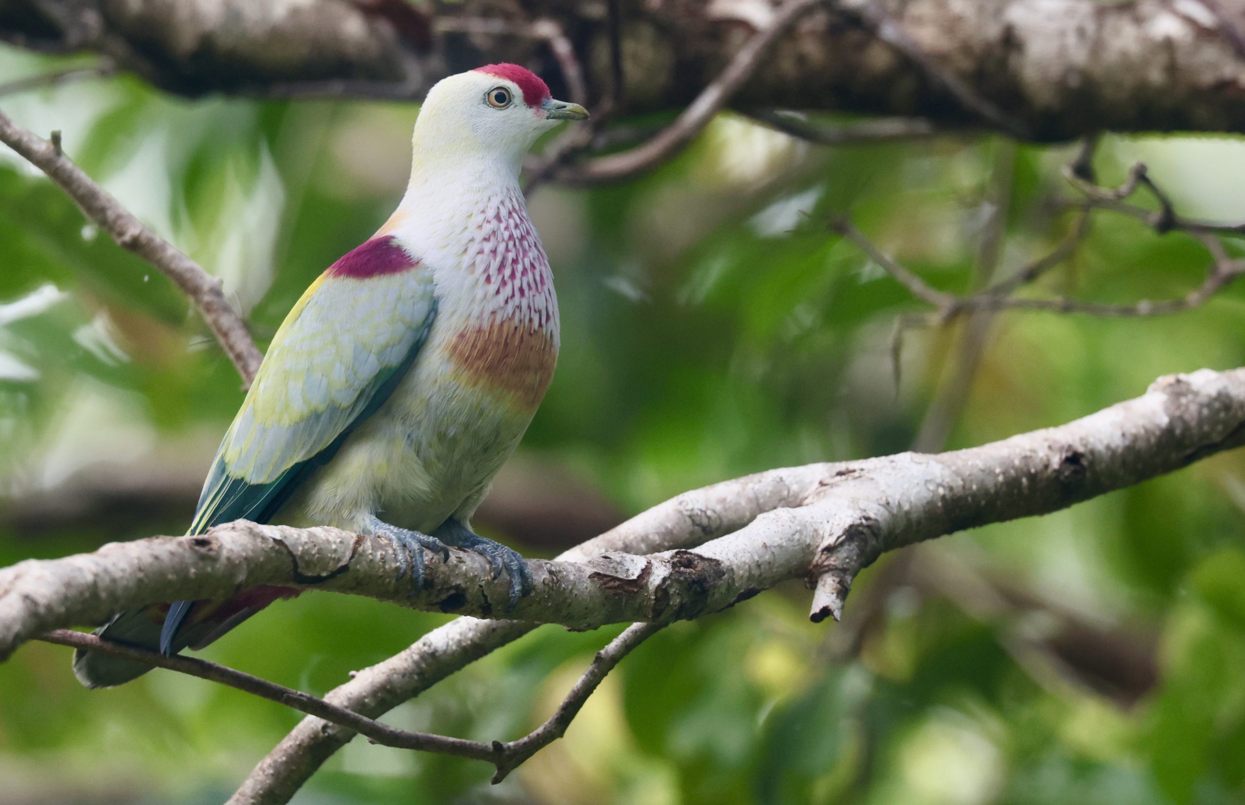 Fiji - Bird