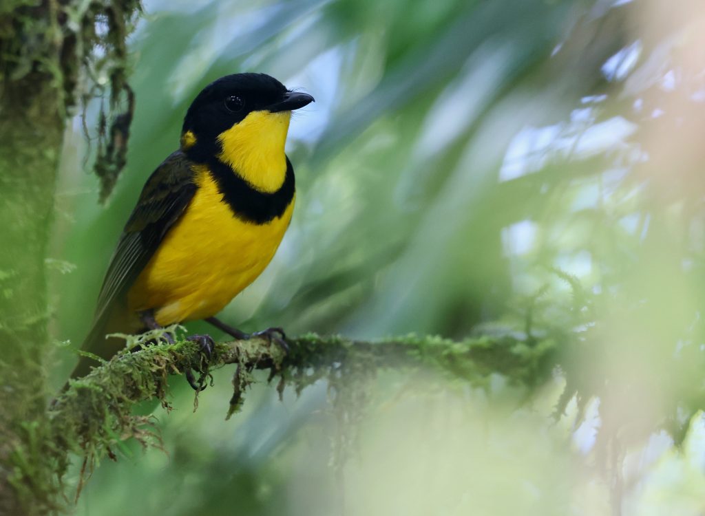 Fiji - Bird